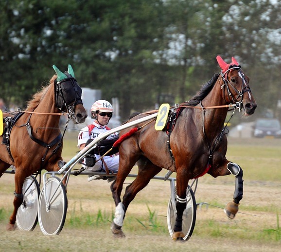 Thoroughbred VS Harness Racing - scottishharnessracing.co.uk